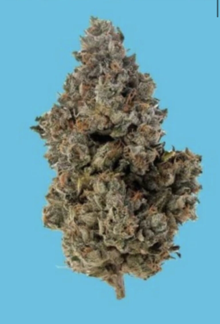 GELATO FUEL (jungle boys) 3.5g HYBRID - Splash Bros.